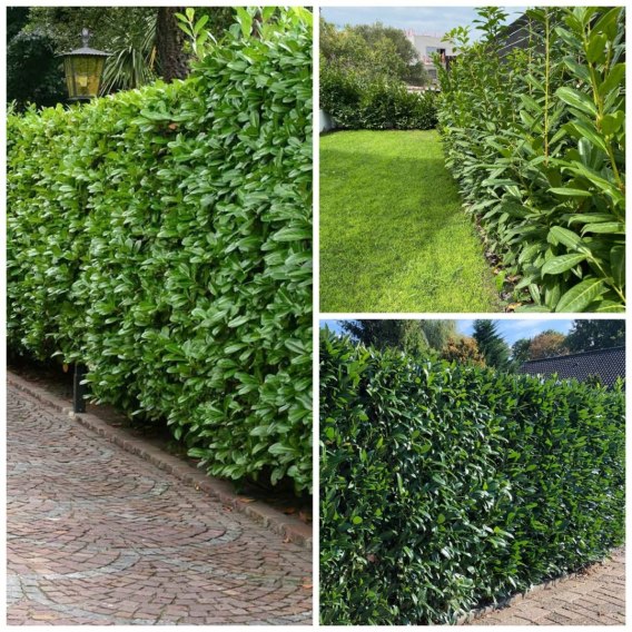 Laurowiśnia Caucasica Idealna na Żywopłot doniczka 2L